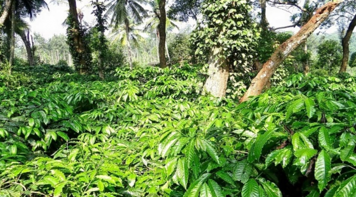 Coorg Tourism: A Little Tranquil Hill Station That One Must Visit