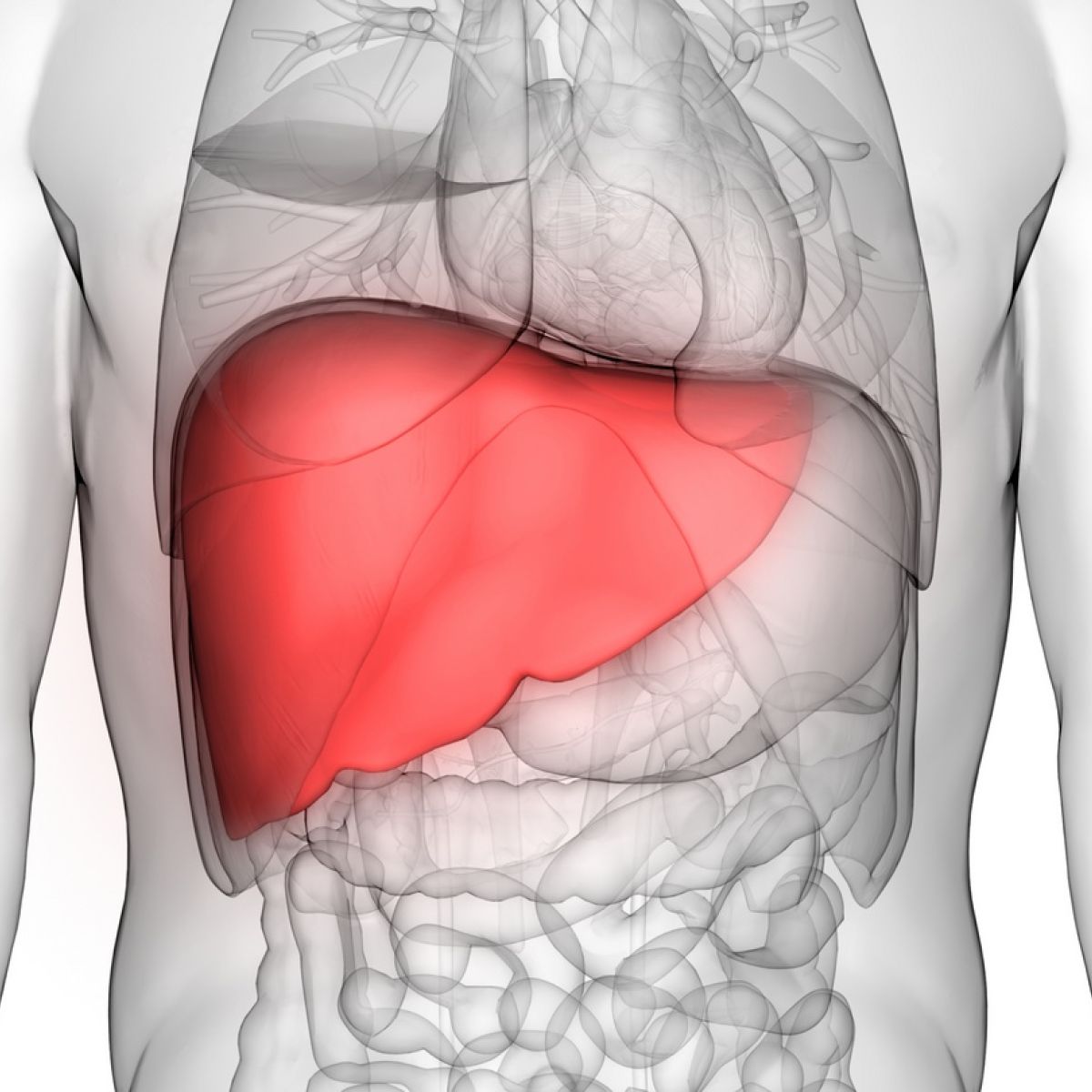 What Ails Your Liver: Various Diseases and Infections That Happen