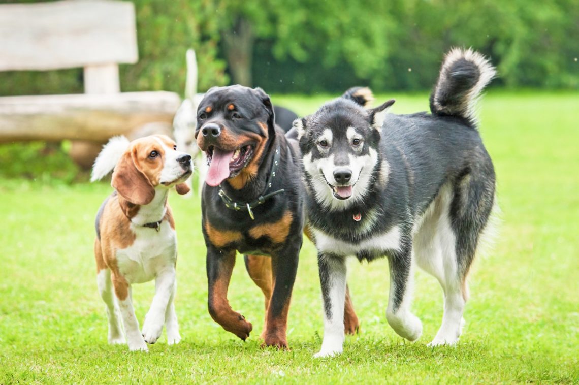 6 of the Most Impressive Dog Breeds in the World
